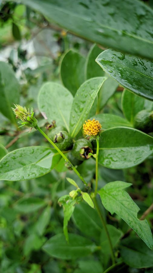 Legetan Flower Stock Photos - Free & Royalty-Free Stock Photos from ...