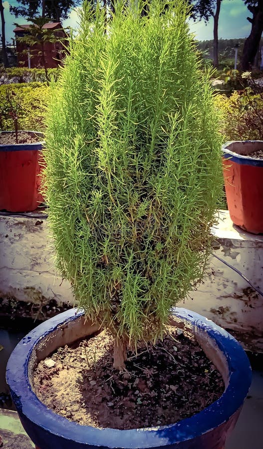 Pot with Lemon Cypress Tree in Interior of Modern Room Stock Photo ...