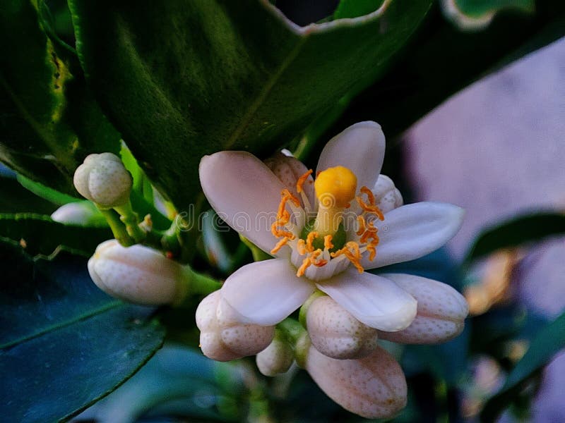 Beautiful lemon with leaf stock image. Image of park - 198552975
