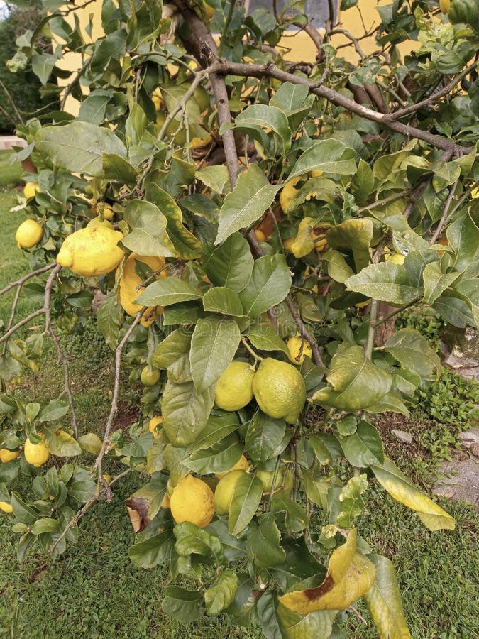Beautiful Lemon Tree in a Garden of Spring Cantabria Stock Image ...