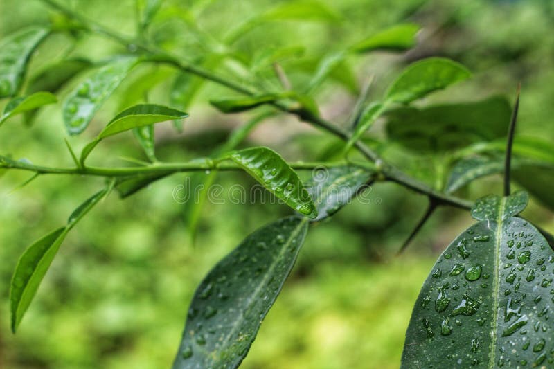 Beautiful Lemon Tree Green Leaf with Water Droplets Stock Illustration ...
