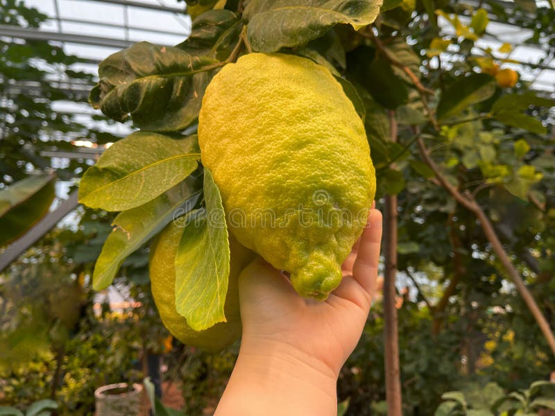 Beautiful Lemon Tree, Hands Holding Stock Image - Image of holding ...