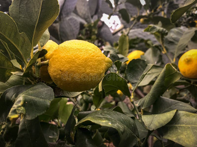 A Beautiful Lemon Tree in the South of Italy Stock Image - Image of ...