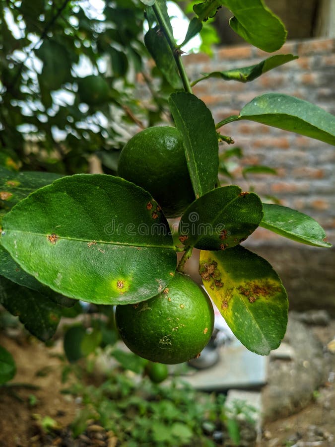 Beautiful lemon with leaf stock image. Image of park - 198552975
