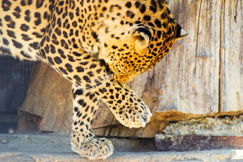 Beautiful leopard stock photo. Image of close, portrait - 156046244