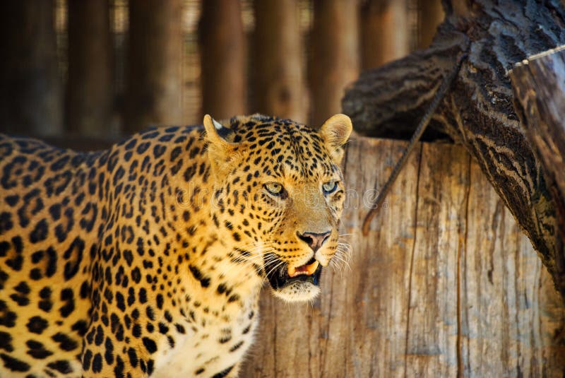 Beautiful leopard stock photo. Image of nature, leopards - 156046274