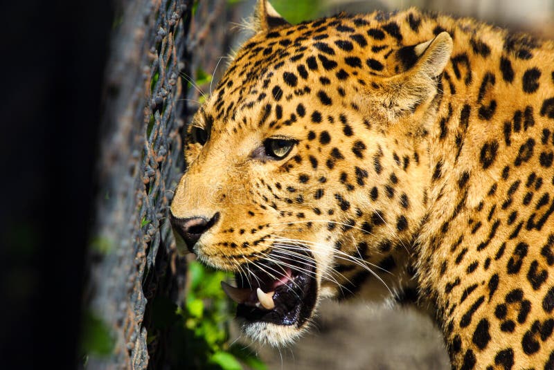 Beautiful leopard stock photo. Image of jaguar, animals - 156045536