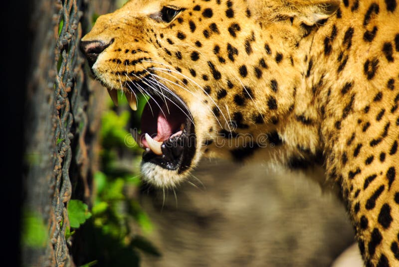 Beautiful leopard stock photo. Image of national, outdoors - 156047008