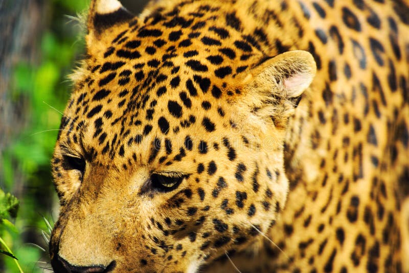 Beautiful leopard stock photo. Image of beautiful, animal - 156047138