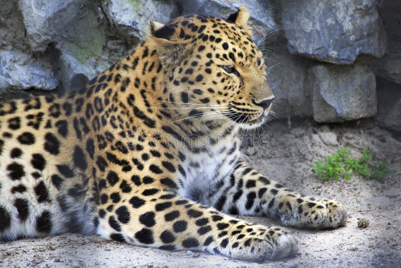 Beautiful Leopard in a Cage. Stock Image - Image of mammals, russia ...