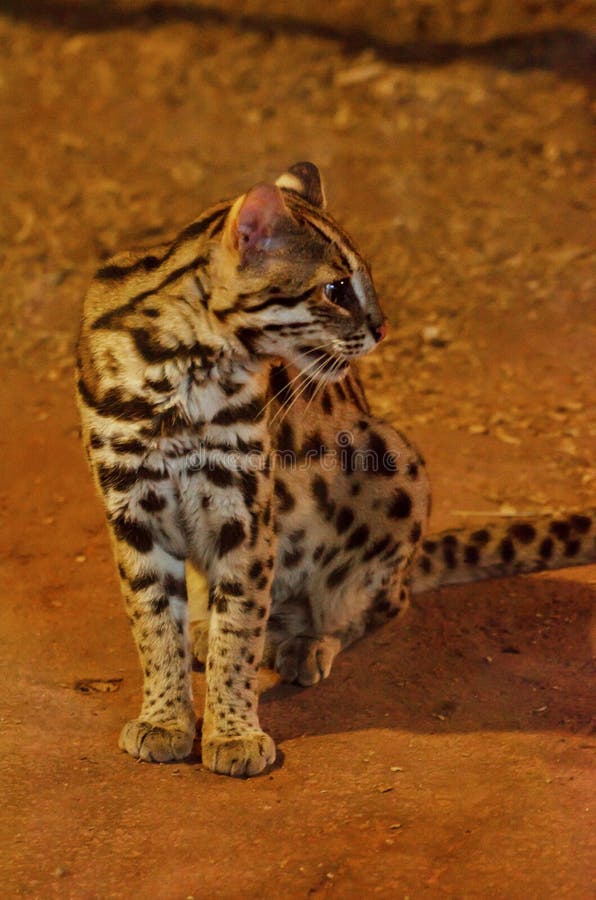 Beautiful of Leopard cat stock photo. Image of beautiful - 133071604