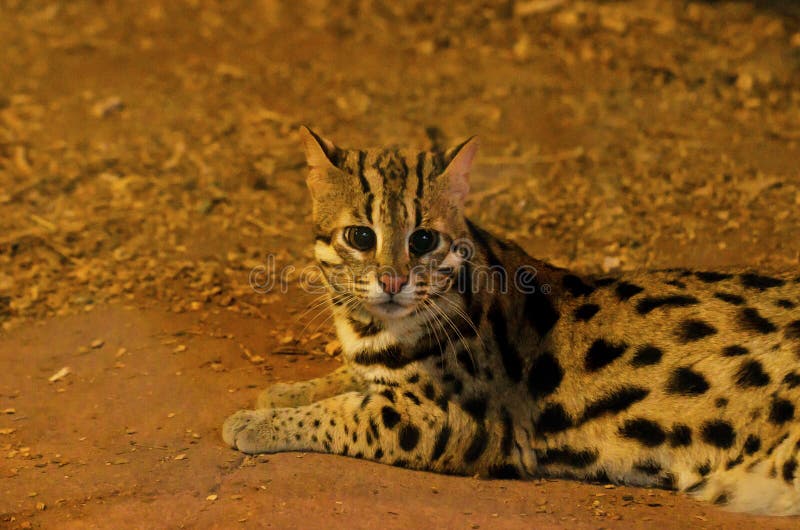Beautiful of Leopard cat stock image. Image of portrait - 133071713
