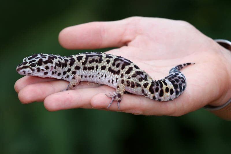 Beautiful Leopard Gecko stock image. Image of desert - 12703483