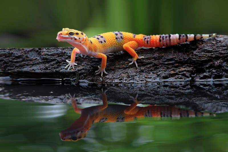 Beautiful Leopard Gecko in Reflection Stock Image - Image of close ...