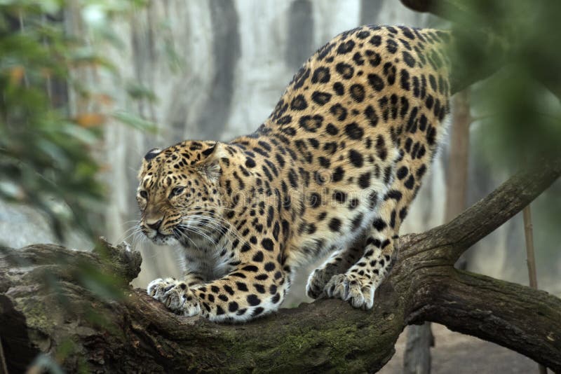 Beautiful leopard stock photo. Image of park, safari - 103531960