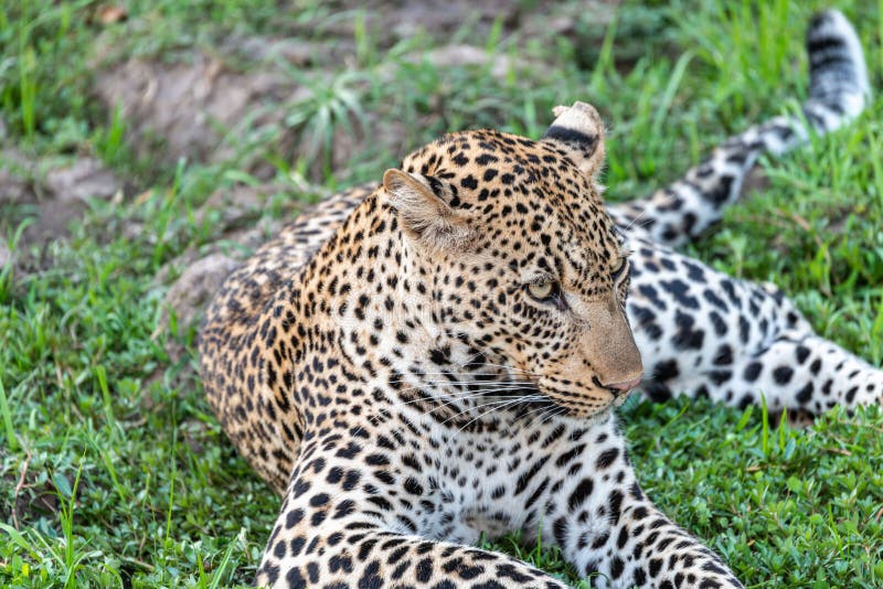 Beautiful Leopard Laying on the Grass Stock Photo - Image of safari ...