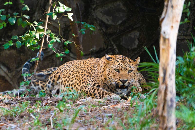 Beautiful Leopard Laying on the Ground in a Sunny Setting Stock Image ...