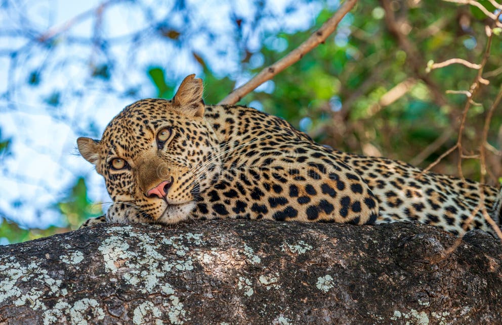 Beautiful Leopard Laying on the Tree Stock Photo - Image of safari ...