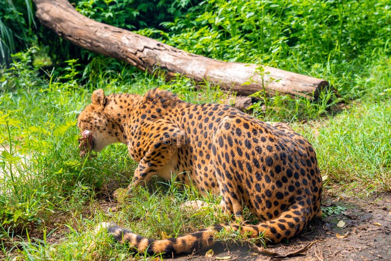 Beautiful Leopard Lying on the Ground and Eating Meat in a Forest Stock ...