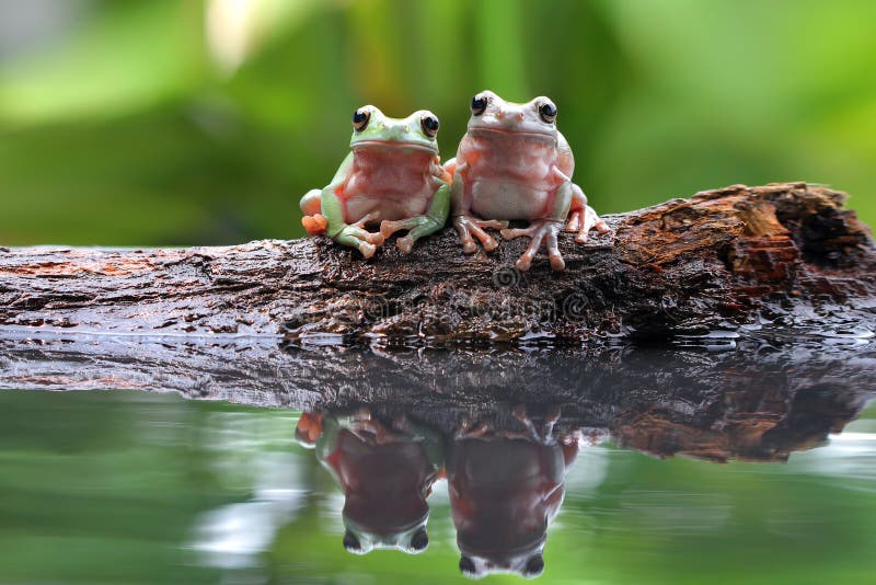 Beautiful Dumpy Frog in Reflection Stock Image - Image of beautiful ...
