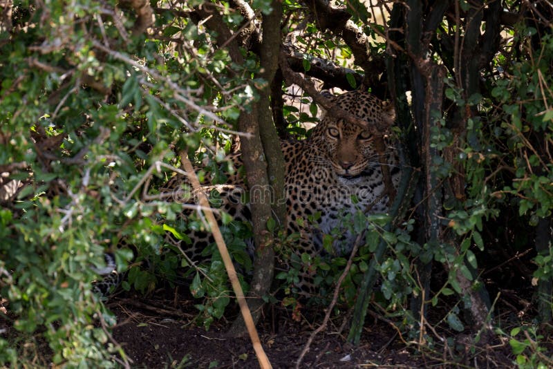 Beautiful Leopard is Resting in the Shade of a Tree Its Spotted Fur ...