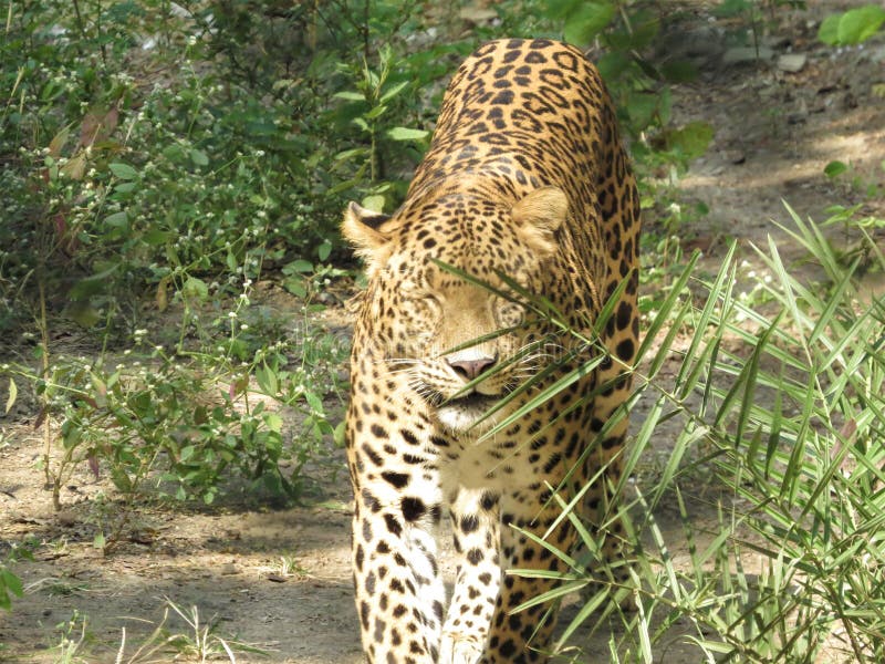 Leopard, India stock image. Image of spots, carnivore - 277697019