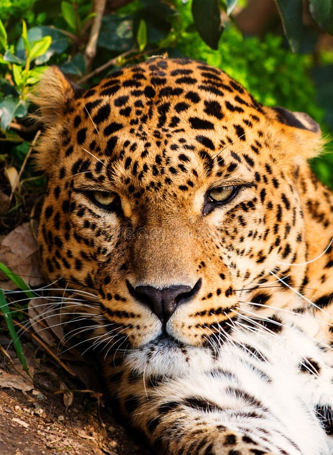 Gorgeous leopardess stock image. Image of animal, danger - 32422221