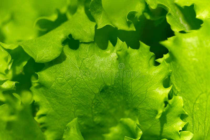 Beautiful lettuce outdoors stock image. Image of lactuca - 100498221