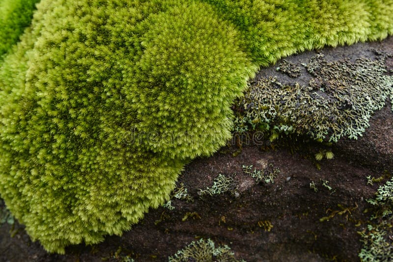 Beautiful lichen green stock image. Image of bunker, green - 75735719