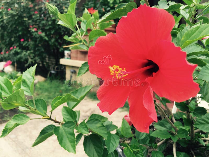 A Beautiful Life stock photo. Image of beautiful, alive - 58541708