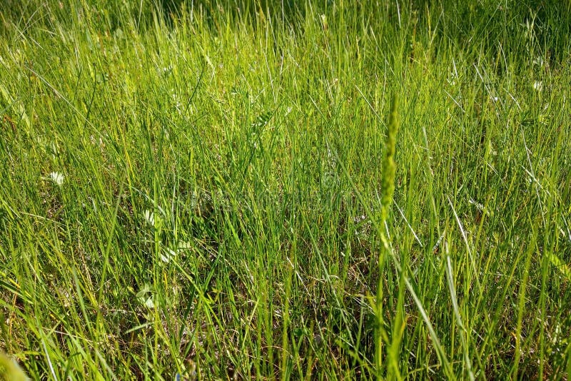 Beautiful Light Background of Green Young Grass. Texture Stock Photo ...