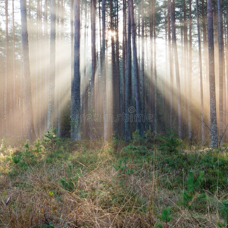 Beautiful Light Beams in Forest through Trees Stock Photo - Image of ...