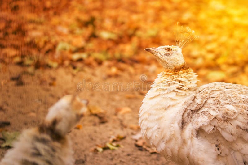 Beautiful Light Bird Posing with Head Tilted on One Side Stock Photo ...