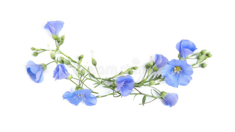 Beautiful Light Blue Flax Flowers on White Background, Top View Stock ...