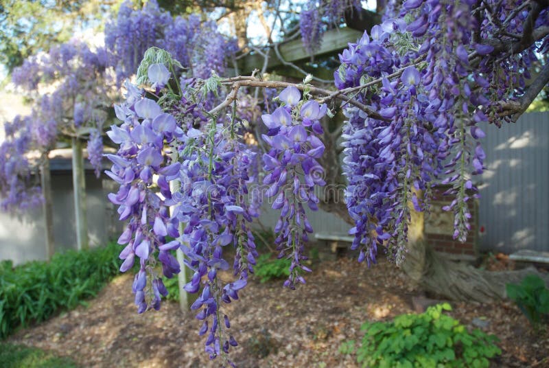 Beautiful Light Blue Flowers on the Tree Branches Stock Photo - Image ...