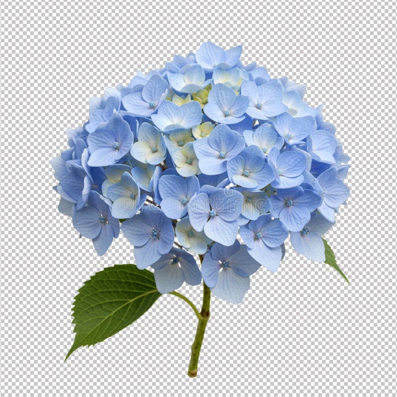 Beautiful Light Blue Hydrangea Flower Head Isolated on Transparent ...