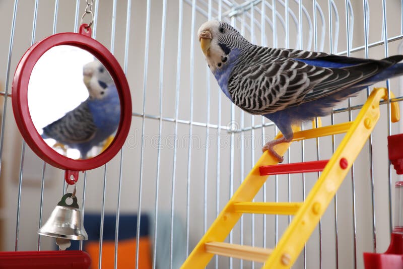 Beautiful Light Blue Parrot in Cage Indoors. Cute Pet Stock Image ...