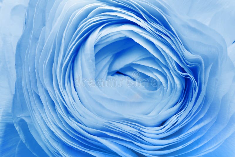 Beautiful Light Blue Ranunculus Flower As Background, Closeup Stock ...
