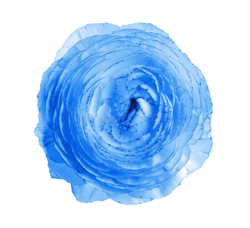 Beautiful Light Blue Ranunculus Flower on White Background Stock Photo ...