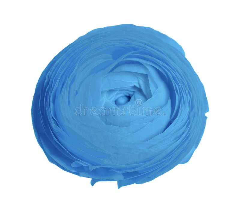 Beautiful Light Blue Ranunculus Flower on White Background Stock Image ...
