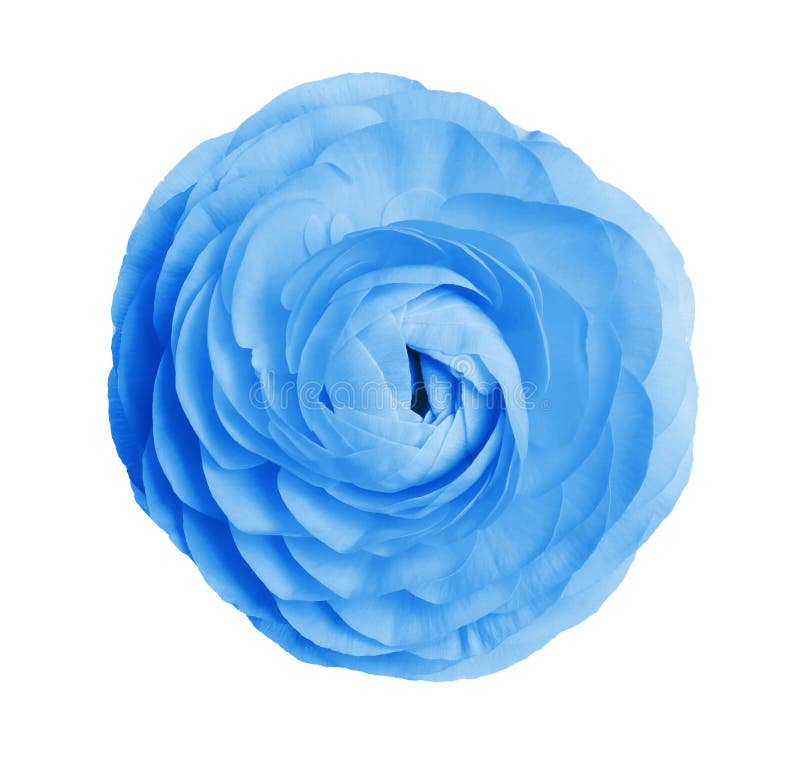 Beautiful Light Blue Ranunculus Flower on White Background Stock Photo ...