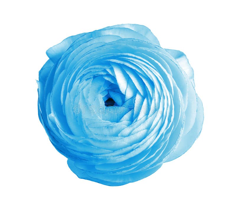 Beautiful Light Blue Ranunculus Flower on White Background Stock Photo ...