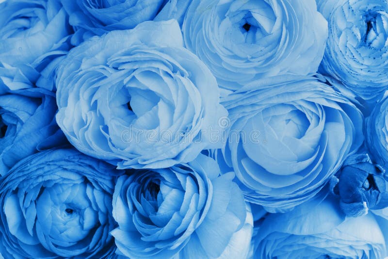 Beautiful Light Blue Ranunculus Flowers As Background, Top View Stock ...