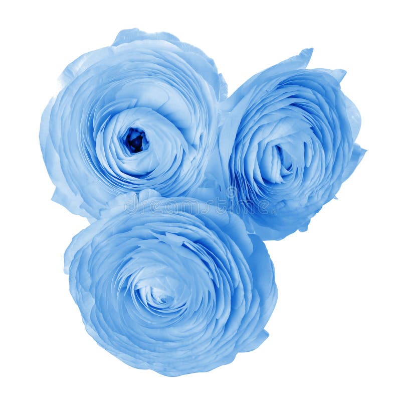 Beautiful Light Blue Ranunculus Flowers on White Background Stock Photo ...