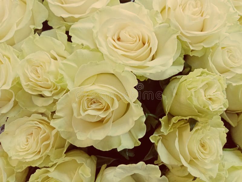Beautiful Light Green Roses. Tender Bouquet Stock Image - Image of card ...
