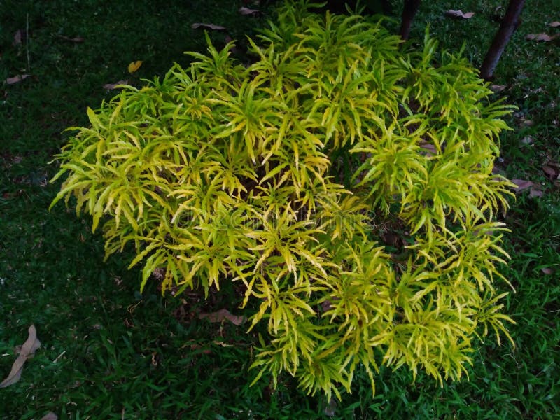 A Beautiful Light Green Tree in the Front Yard Stock Image - Image of ...