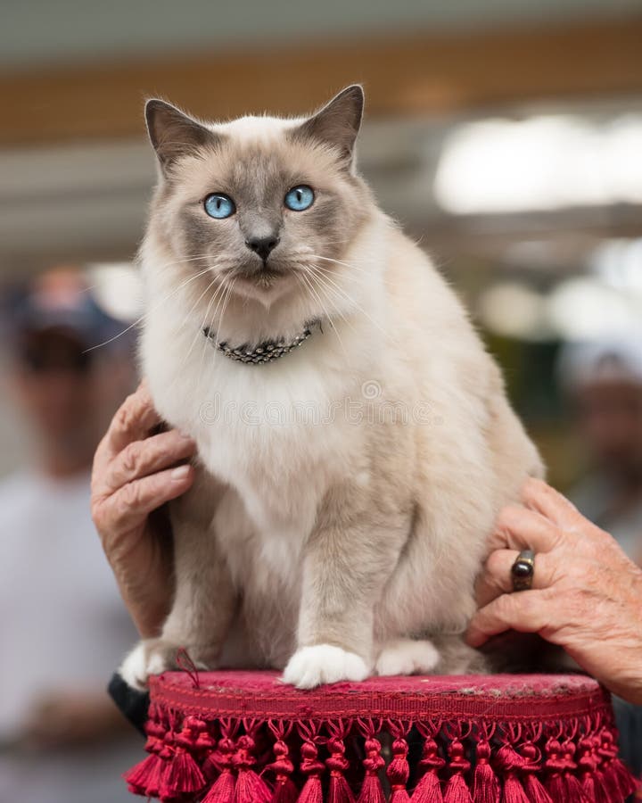 Adorable Grey Cat With Light Blue Eyes Sitting Stock Image - Image of ... Adorable Grey Cat With Light Blue Eyes Sitting Stock Image - Image of ...
