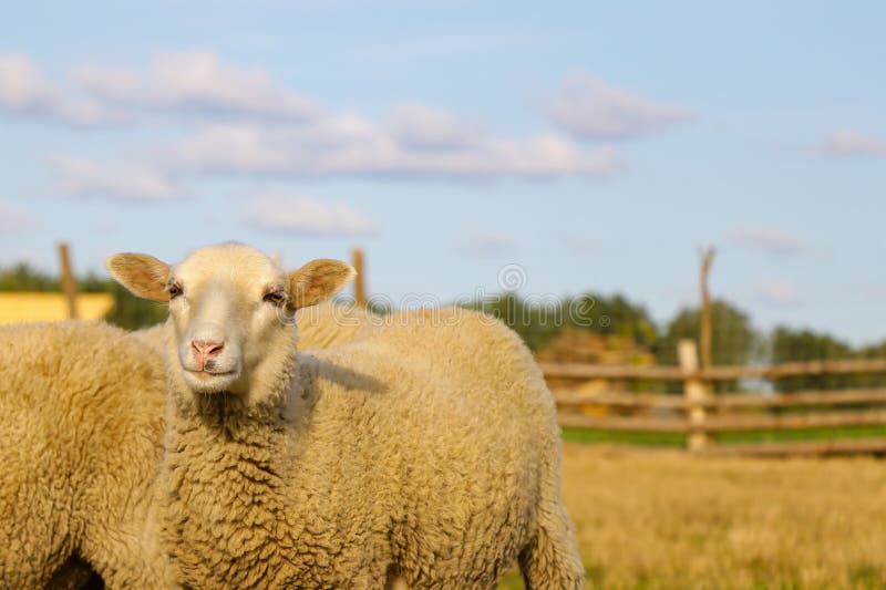 A Beautiful Light Lamb Stands and Looks Straight. Pets Stock Image ...