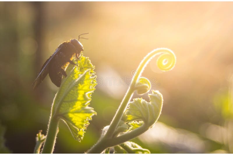 Beautiful of light stock image. Image of beautiful, light - 94322783