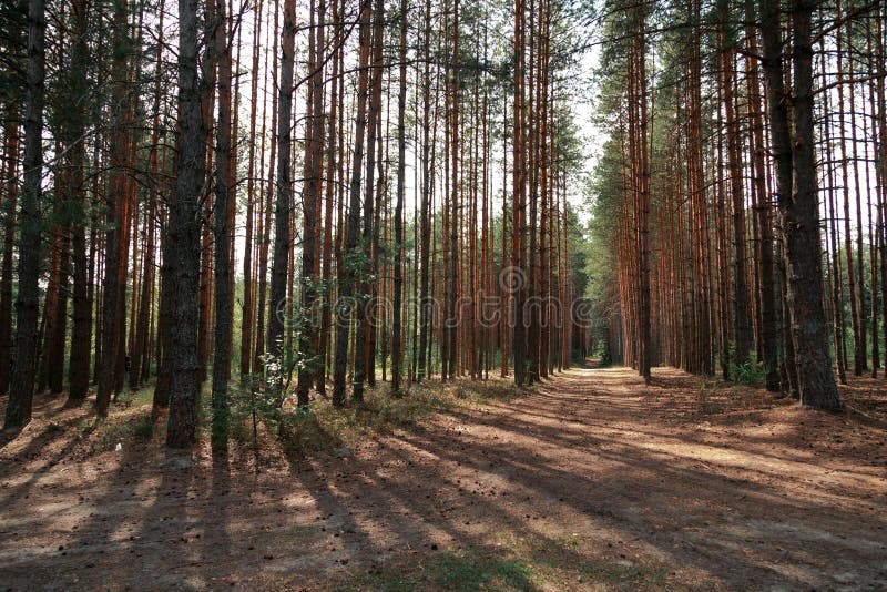 Light pine forest stock photo. Image of wide, trees, angle - 56837414